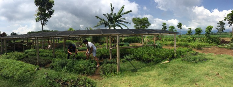 Farm Life in the Philippines – What is It Like? (Part 2) – MomTraNeur