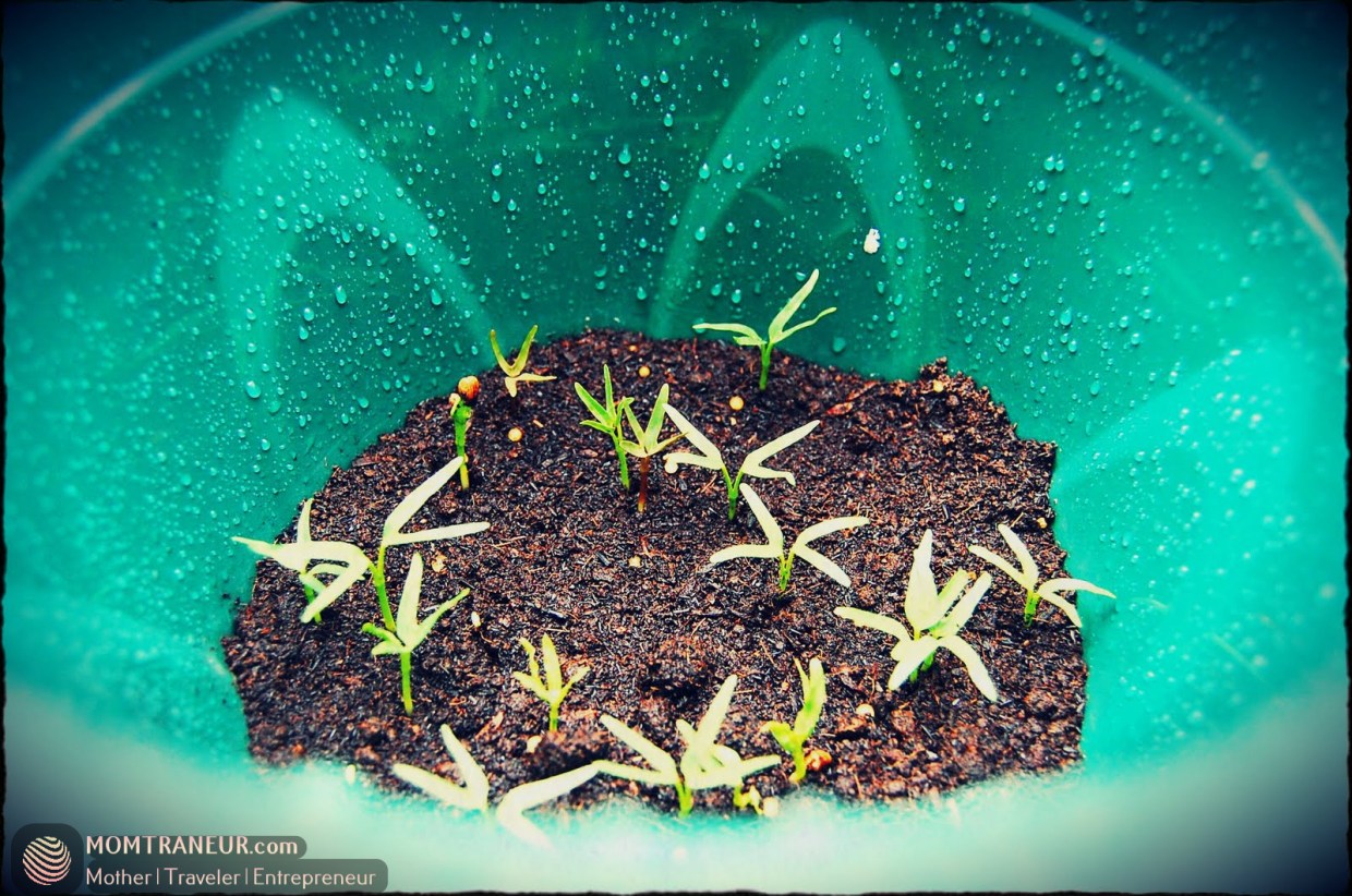 How to Grow Water Spinach (Kangkong) and Chinese Kale (Kailan) the Easy ...