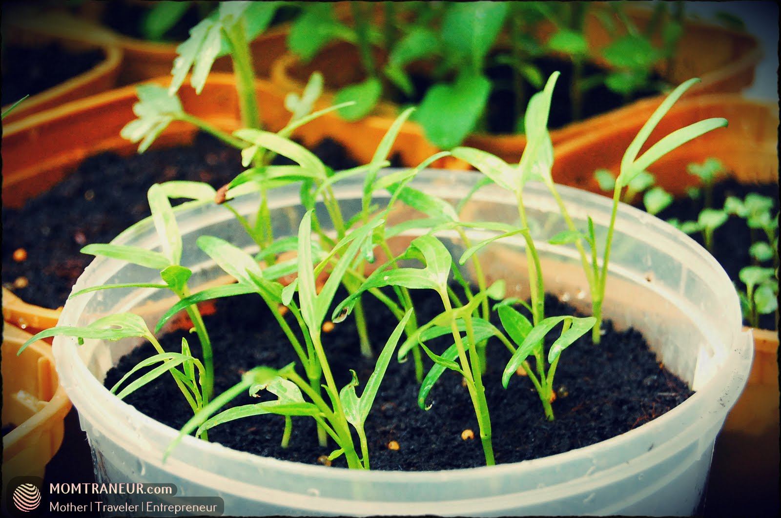 How to Grow Water Spinach (Kangkong) and Chinese Kale (Kailan) the Easy ...